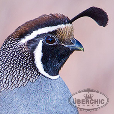 Exotic Gamebirds | Überchic Ranch