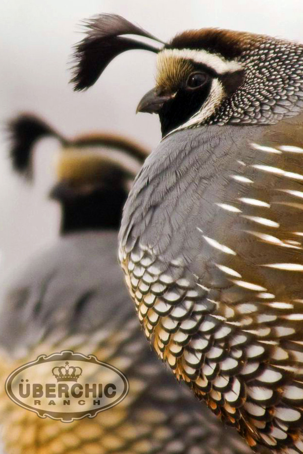 Photo Gallery | Überchic Ranch