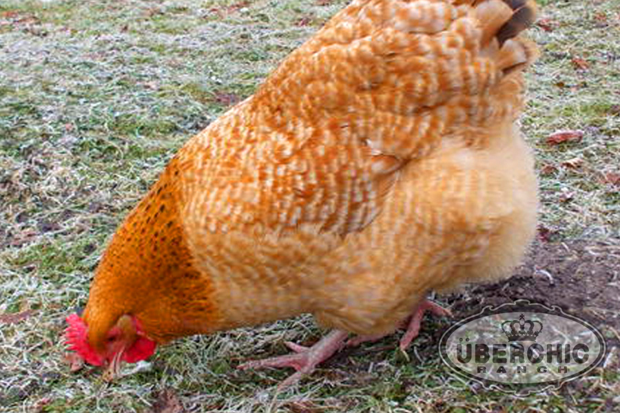 Photo Gallery | Überchic Ranch