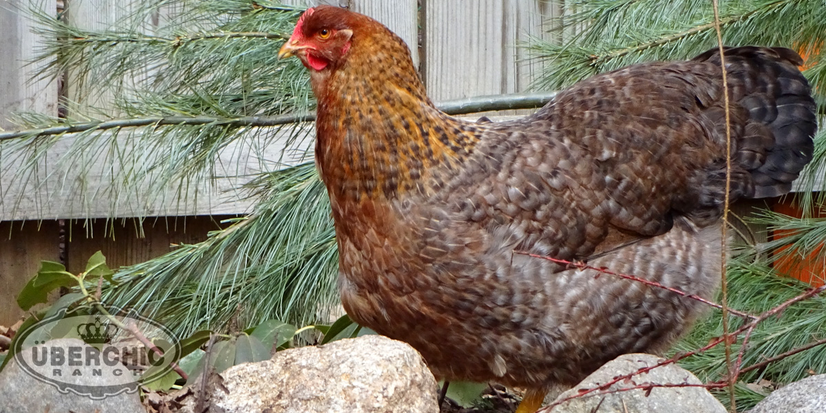 Bielefelder for Sale | Überchic Ranch