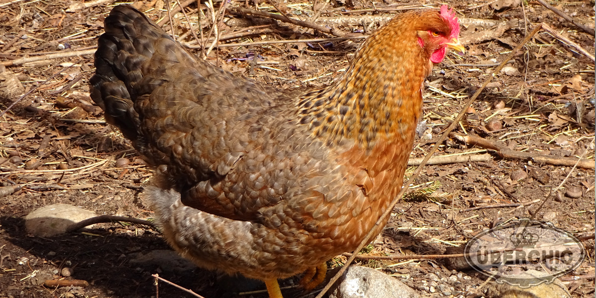 Bielefelder for Sale | Überchic Ranch