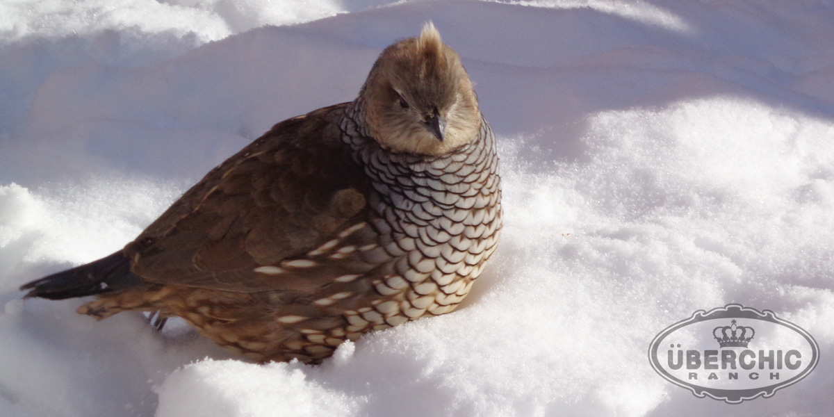 Chestnut-bellied Scaled Quail | Überchic Ranch