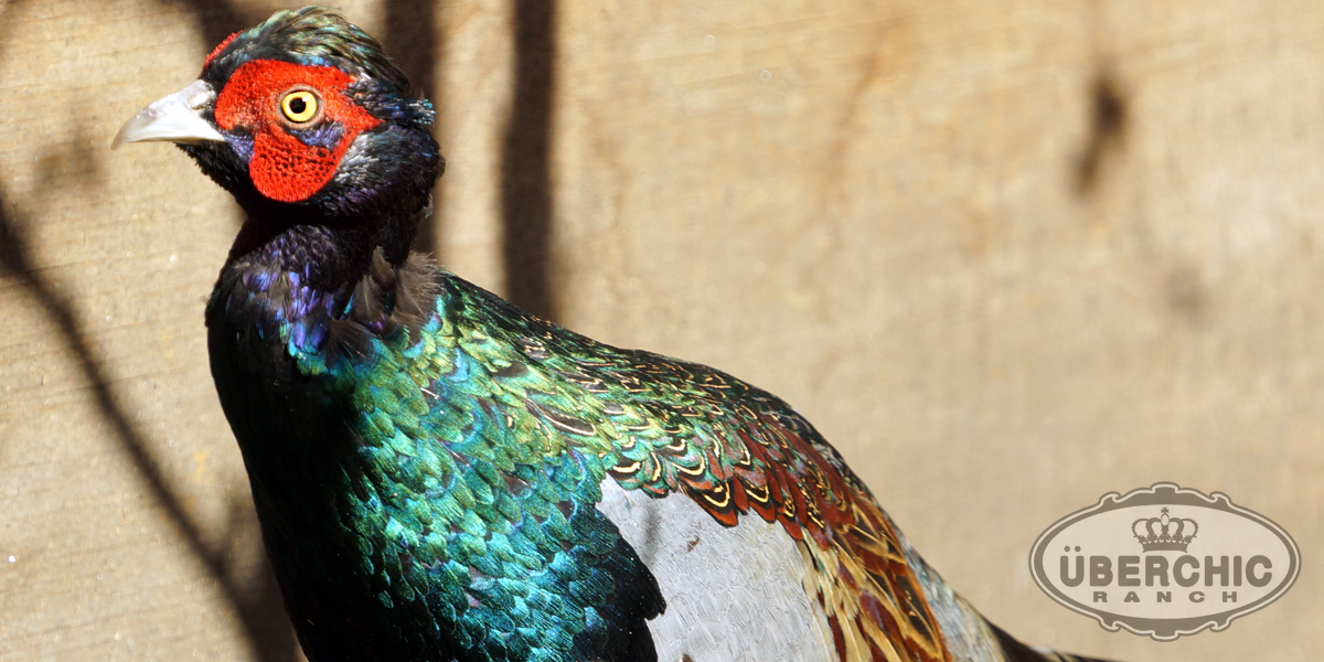 Green Pheasants | Überchic Ranch