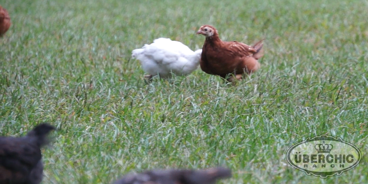 Juvenile Chickens for Sale | Überchic Ranch