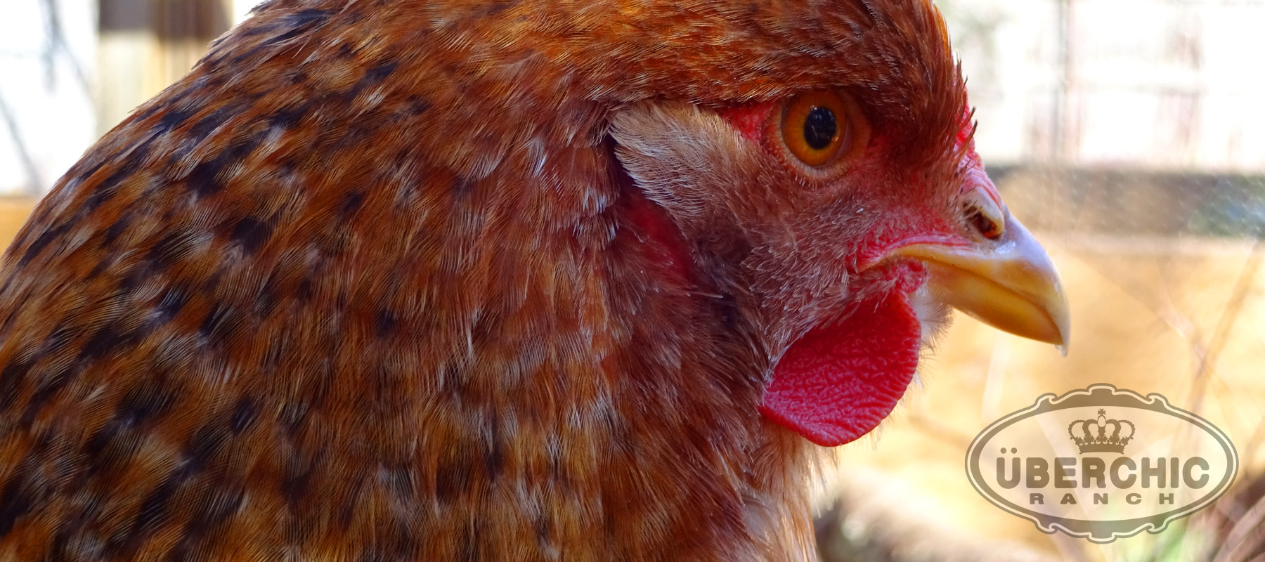 Überchic Ranch - Ultra Rare Poultry, Gamebirds, and Waterfowl